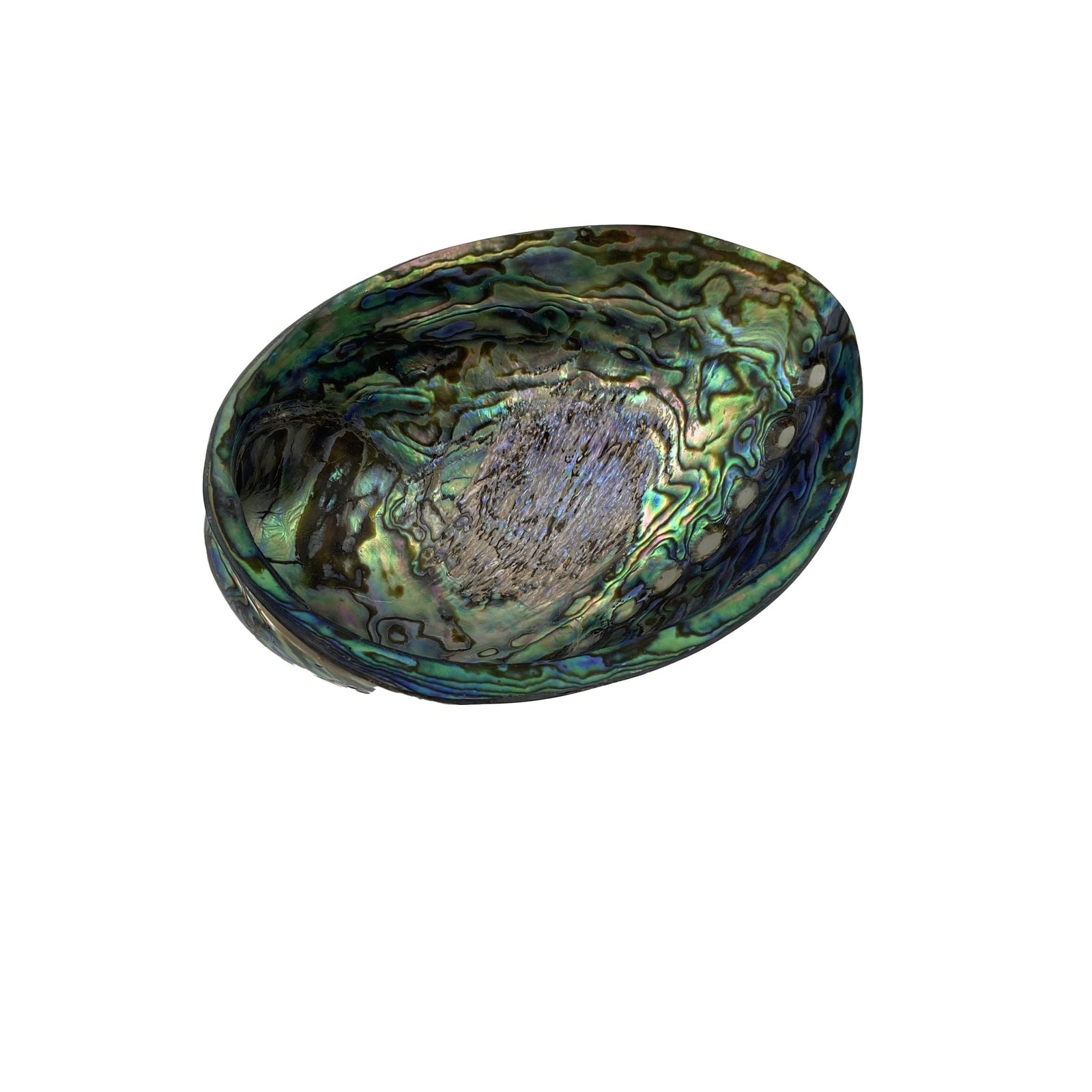 A-Grade Polished Abalone Shell
